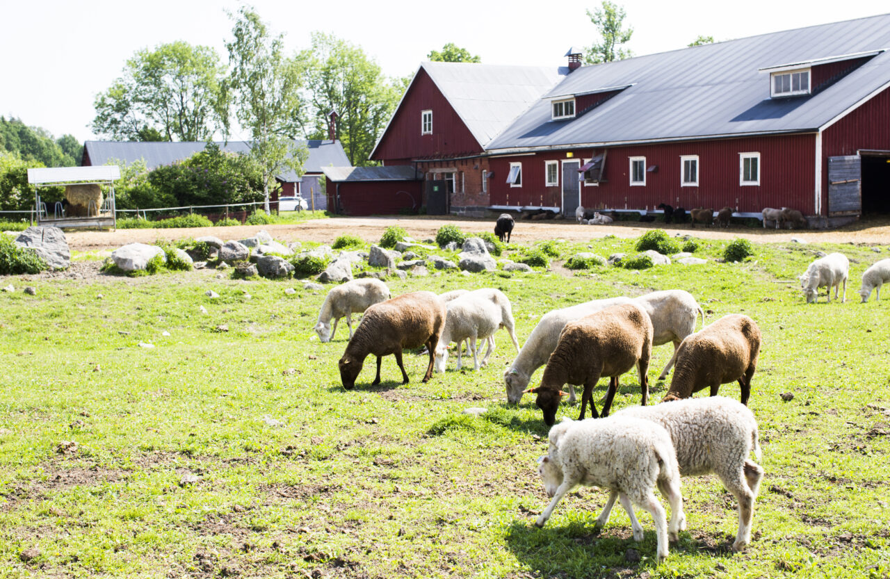 Haltiala farm - MyHelsinki