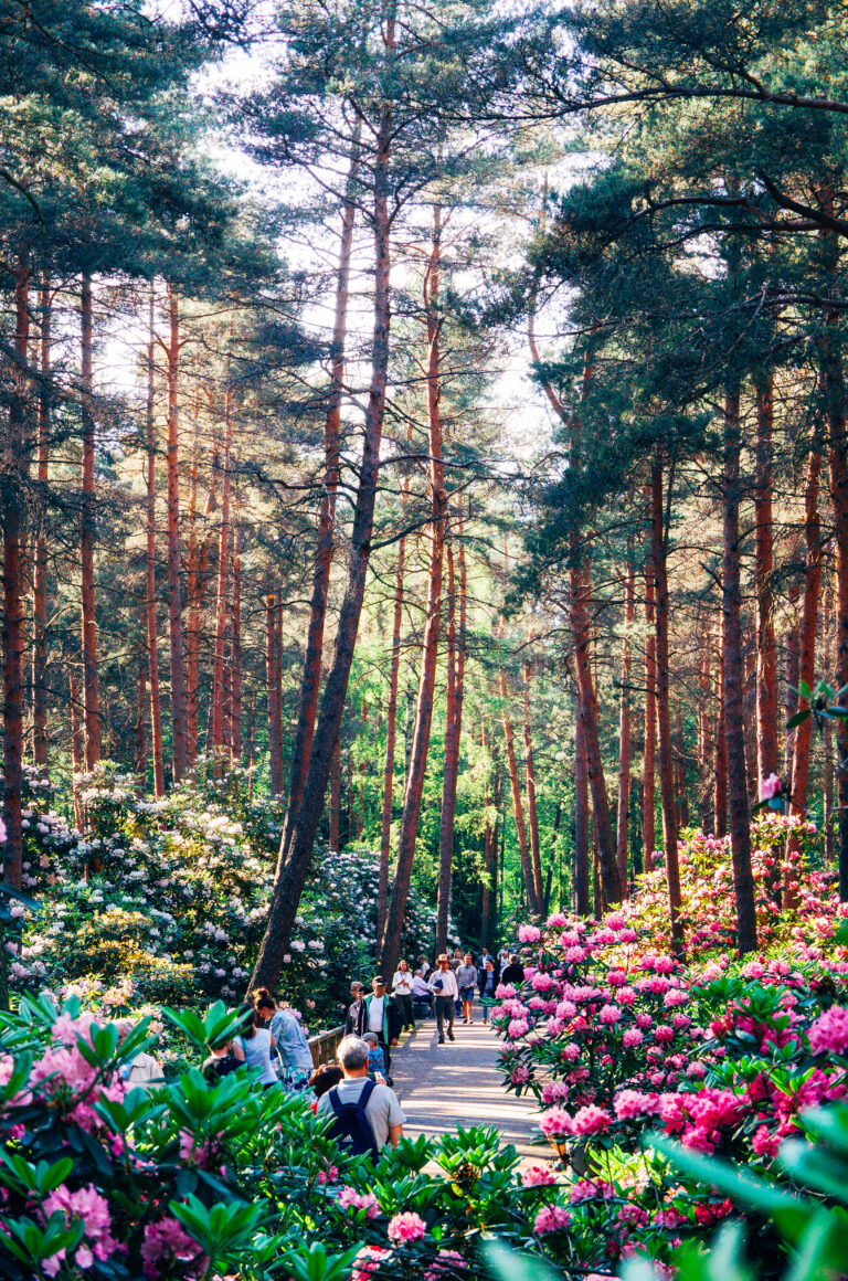 Haagan Alppiruusupuisto - Rhododendron Park in Haaga - MyHelsinki