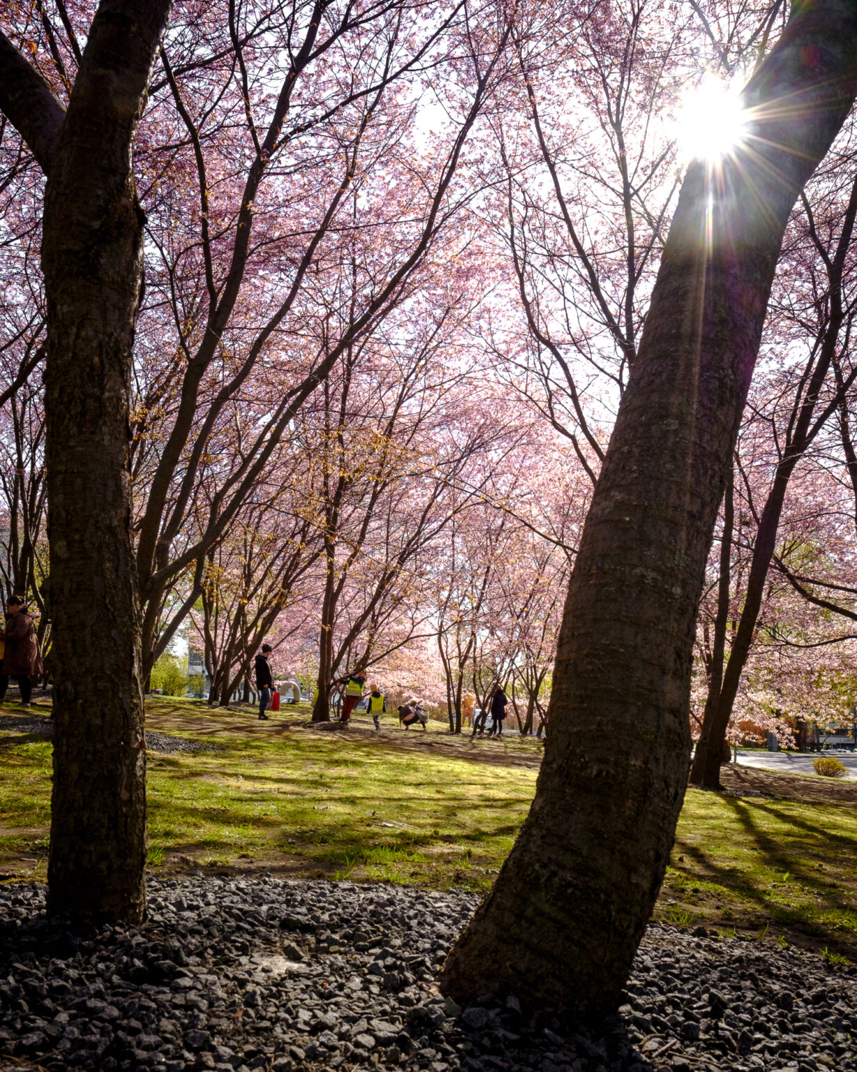 7 stunning parks in Helsinki you should visit